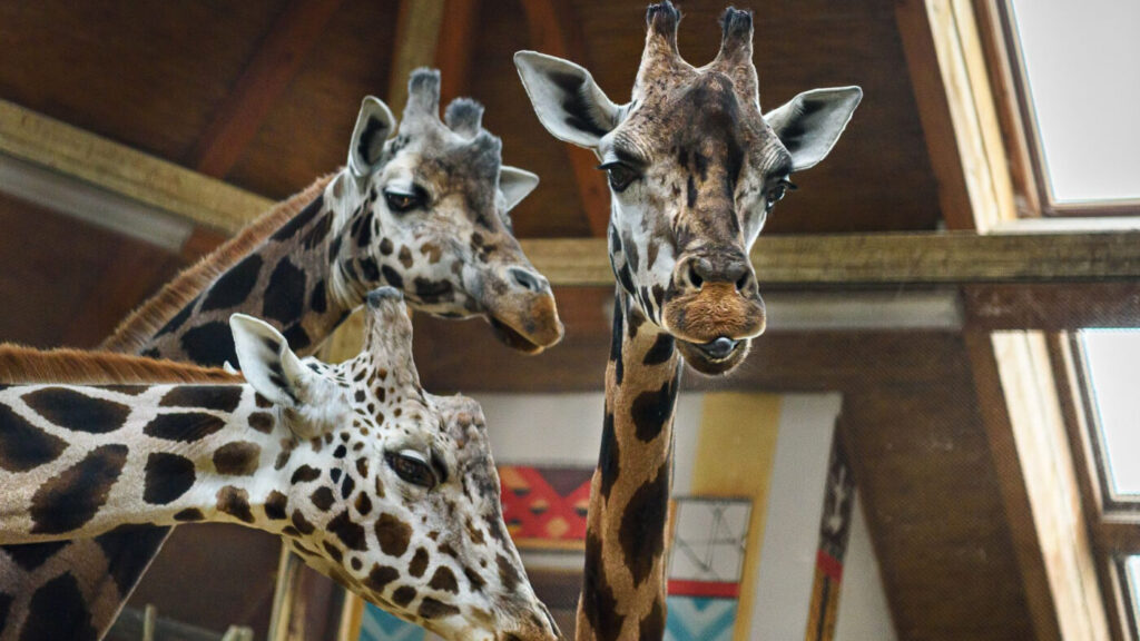 Zlínská ZOO má novou samici žirafy Rothschildovy - Valašské zprávy
